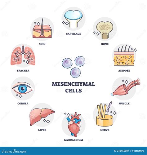 Cell Differentiation Examples