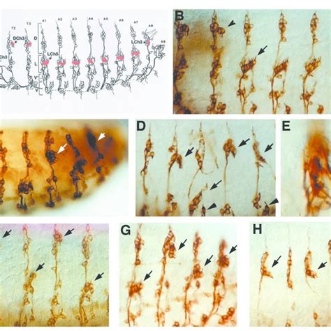The Oocyte Organises A Polarised Microtubule Cytoskeleton In The Download Scientific Diagram