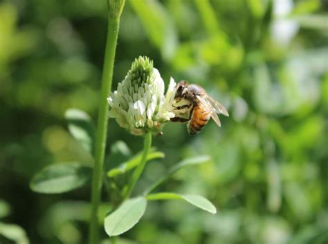 The Complete Guide To Frost Seeding Clover And Why It Works So Well Honey And Hatch