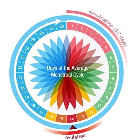 Understanding Ovulation American Pregnancy Association