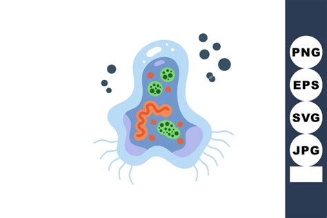 Amoeba Single Cell Organism Biology Microscopic Illustration