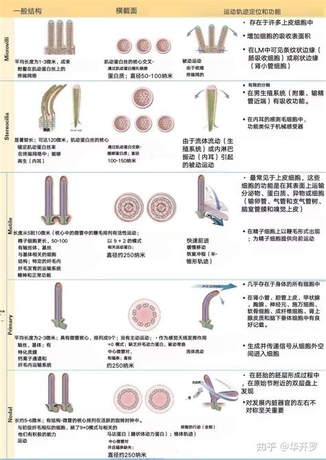 Epithelial Tissue 上皮组织 知乎