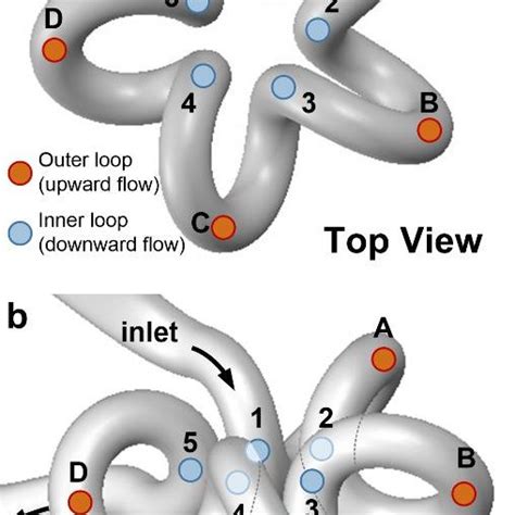 Positions Where Axial Flow Velocities Were Measured Using Pulsed Download Scientific Diagram