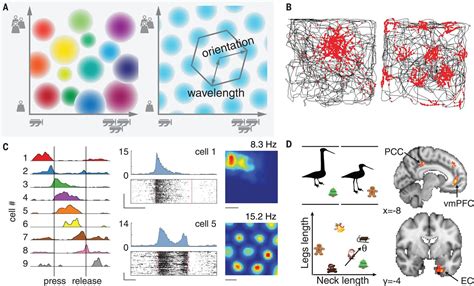 Navigating Cognition Spatial Codes For Human Thinking Science