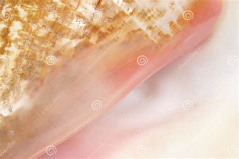 conch macro background stock image image of empty shell 20130309
