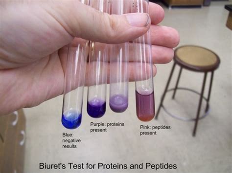 Unit 3 Lab Practical Flashcards Quizlet