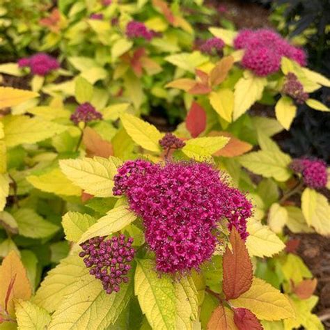 Spiraea O Plantă De Peisaj Clasic Pentru Grădini Moderne Planthousero