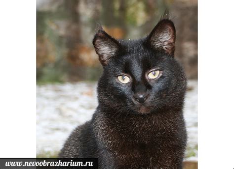 Камышовый кот