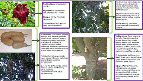 Ethnobotany Phytochemistry And Pharmacological Activity Of Kigelia