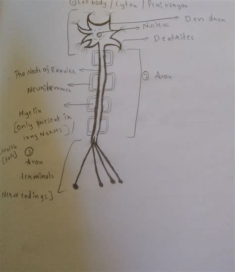 Draw A Picture Representing Connection Between Axon Axon Axon Dendrite Why Do They Connect