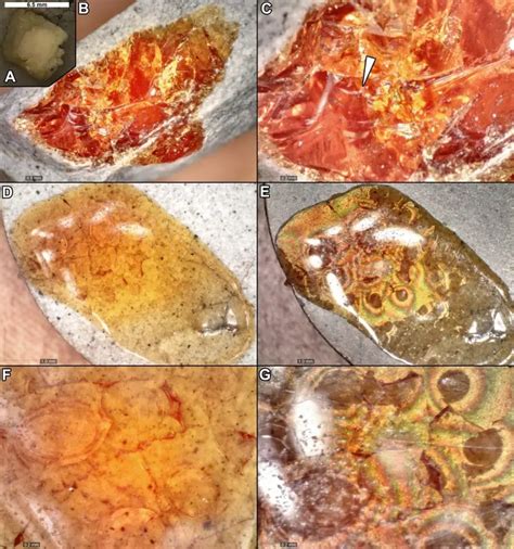 Unlocking The Secrets Of Amber Scientists Recreate Fossilized Tree