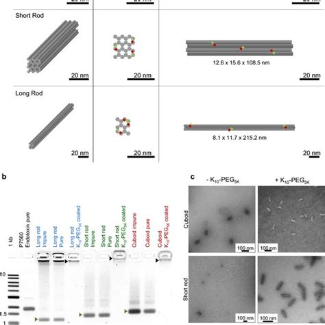 Structural Characterization Of The Dna Origami Nanostructures And Download Scientific Diagram