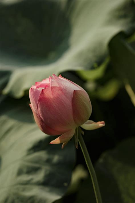 Budding Pokies Photos Download The Best Free Budding Pokies Stock