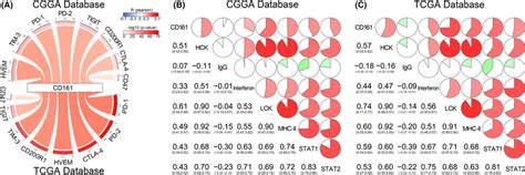 The Correlation Between Cd161 Expression And T Cell Immunity And