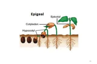 Seedling Functional Type PPT