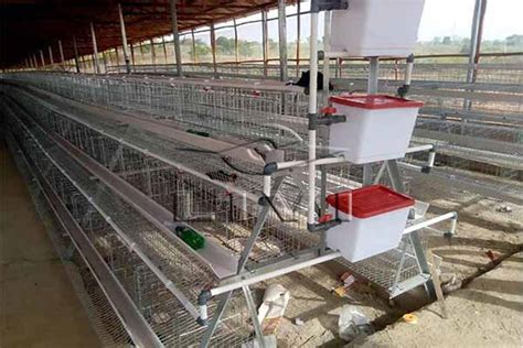Step By Step Chicken Farm Setup Guide A Comprehensive Manual For Beginners LIVI