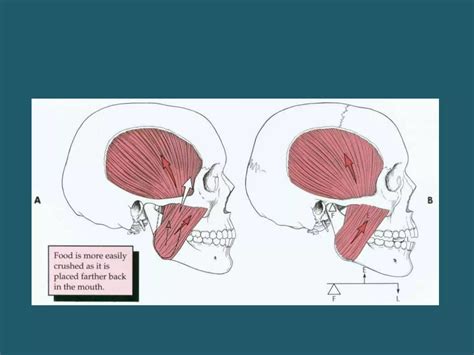 Fundamentals Of Occlusion Pptx Dental Health Diseases And Conditions