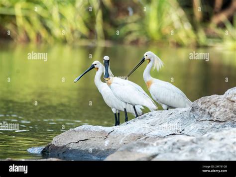 An Eurasian Spoonbill Drinking Water From Kaveri River Inside