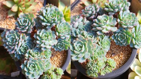 다육이♡ 대품라울 분갈이 방법♡ 다육이분갈이 꿀팁알려드립니다 다육이꿀팁♡ Youtube