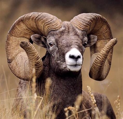 Unusual Ram With Large Horns Majestic Wildlife Goat Reference Photo