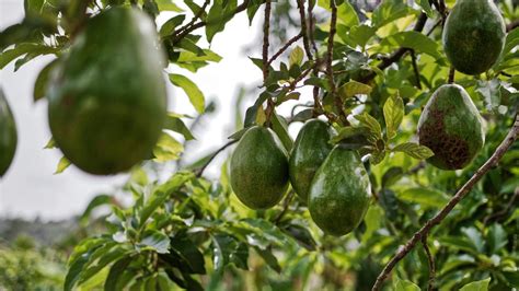 Cara Membuat Pohon Alpukat Berbuah Besar Besar Dan Cepat Panen Pemula