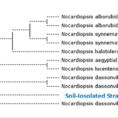 Phylogenetic Tree Constructed Using The Neighbor Joining Method Showing