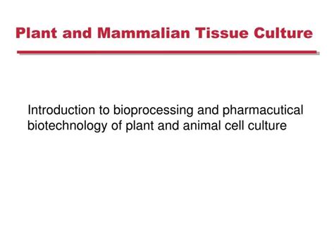 Ppt Plant And Mammalian Tissue Culture Powerpoint Presentation Free Download Id 1124418