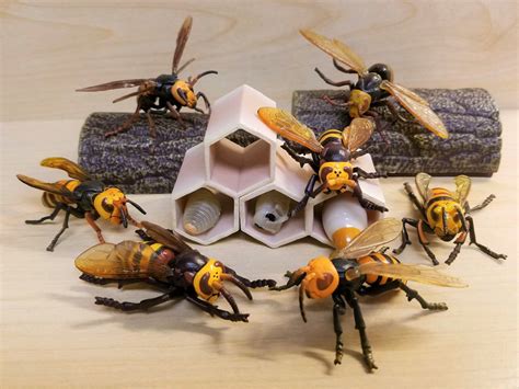 Life Cycle Of A Hornet Epoch