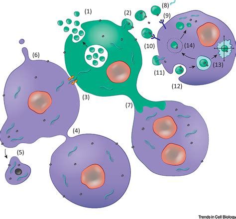 Extracellular Vesicles Unique Intercellular Delivery Vehicles Trends