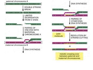 10 DNA Replication PPT