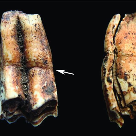 Macromorphological Characters Of Three Sex Types Of Vasconcellea Download Scientific Diagram
