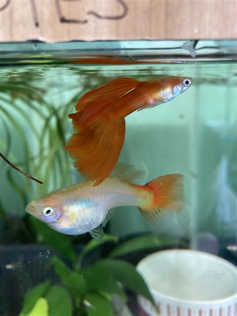 Beautiful Mixed Fancy Guppies Display Ended