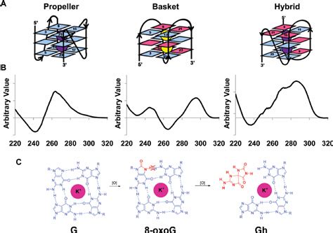 Folding Cd Spectra And Guanine Oxidation Of Quadruplex Dna A