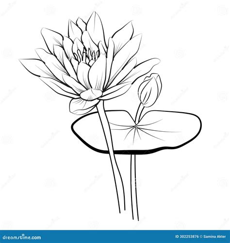 Lily Pad Water Lily Drawing Simple Lily Pad Drawing Simple Easy Water