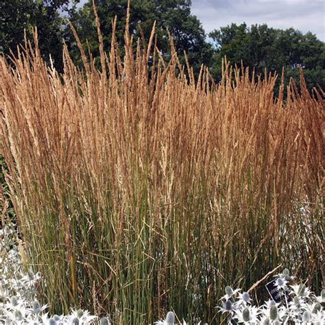 Вейник остроцветковый «Karl Foerster» - Calamagrostis x acutiflora ...
