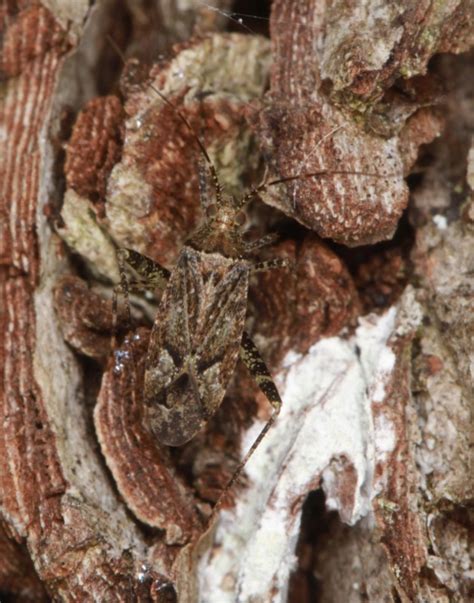 Egeskovtæge Phytocoris Dimidiatus Naturbasen