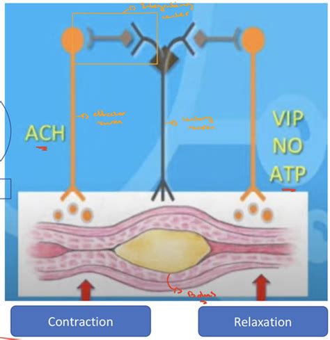 Drugs Promoting Gastrointestinal Motility Prokinetics Flashcards