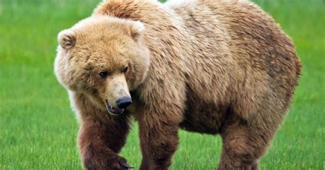 7 Animals Who Are Pretty Gay Despite What Boxer Manny Pacquiao