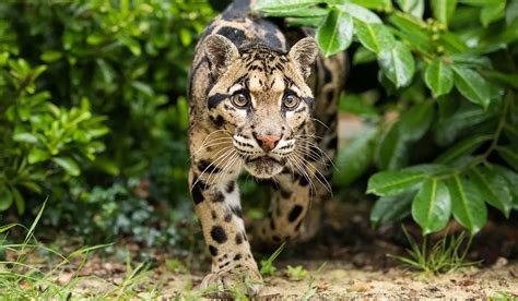 Which Big Cats Can Be Domesticated Details Explained Nayturr