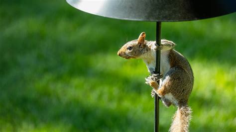 The Top 3 Best Squirrel Baffles For Your Bird Feeders According To Reviews