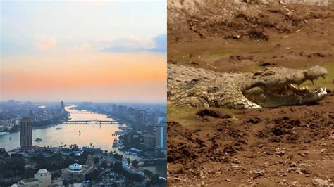 Ilgiausia Pasaulio Upė Nilo Krokodilai Ir Kukuliai Aštuonkojai