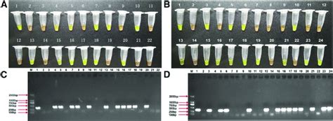 Evaluation Of The Loop Mediated Isothermal Amplification LAMP And Download Scientific Diagram