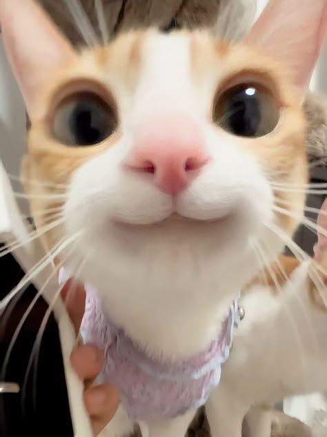 Smile Pfp