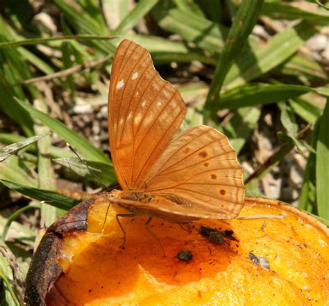 Nymphalidae Nymphalids