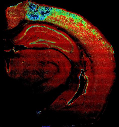 Bio Imaging Facility Cmr
