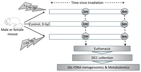 Delayed Impact Of Ionizing Radiation Depends On Sex Integrative Metagenomics And Metabolomics