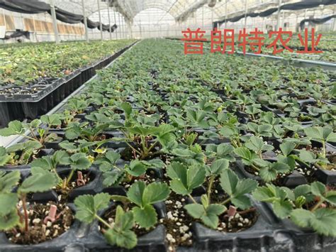 组培网 植物组织培养行业门户网站组培室设计组培设备组培技术组培苗led组培灯培养架灌装机接种设备 组培网 植物组织培养行业门户网站组培室设计组培设备组培技术组培苗led组培灯培养架灌装机接种设备