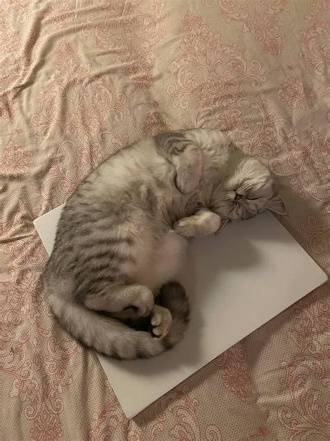 So Cute Sleep R Lazycats