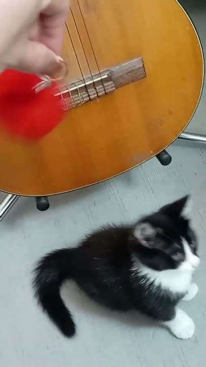 پیکو پیکو Cute Youtube