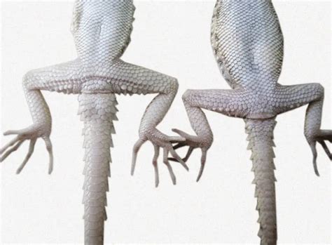 How To Tell If A Leopard Gecko Is Male Or Female